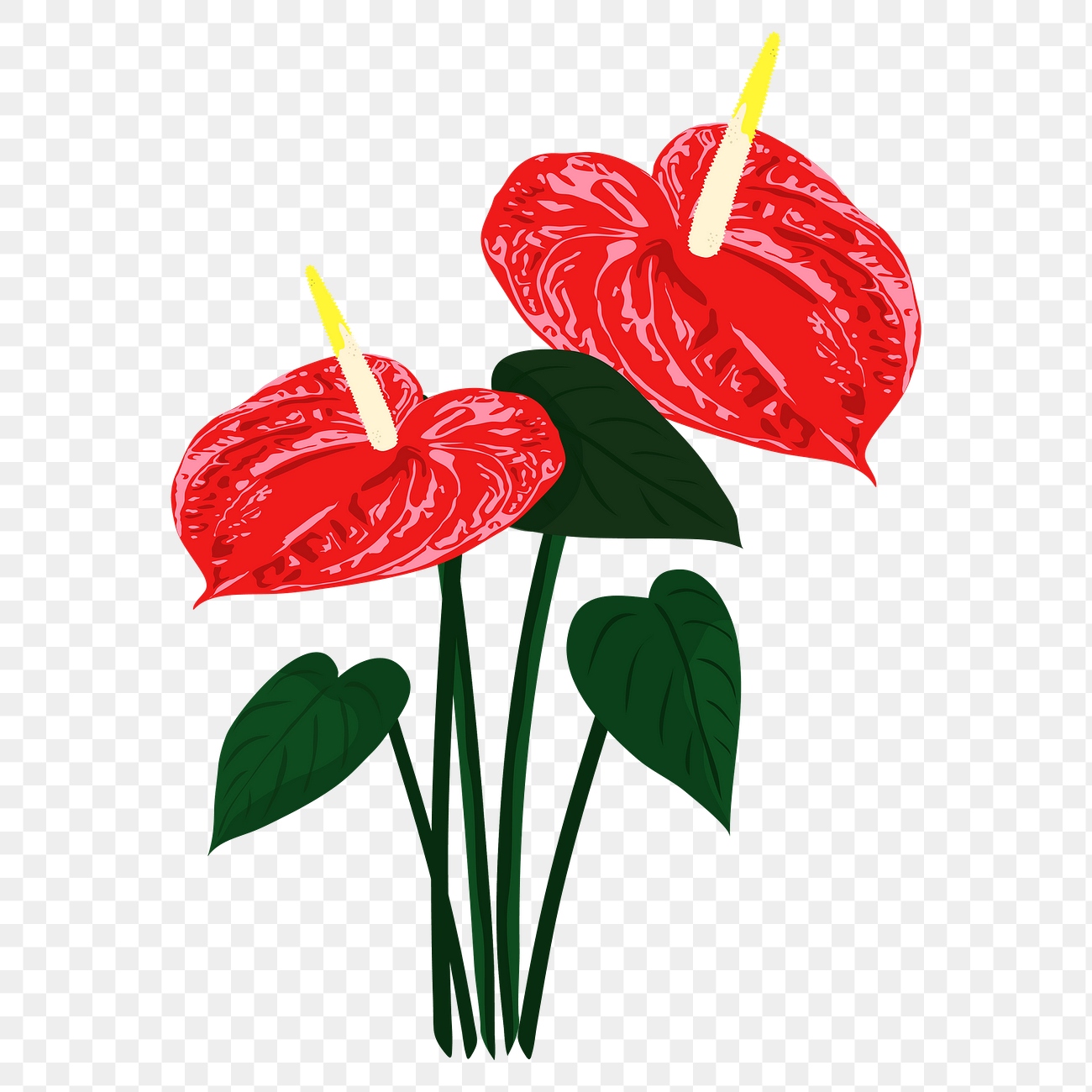 Red anthurium png clipart, tropical | Premium PNG - rawpixel