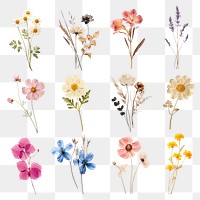 PNG pressed flower element set, | Premium PNG - rawpixel