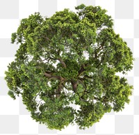 PNG Lush green tree canopy | Premium PNG - rawpixel