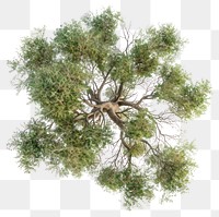 PNG Lush green tree top | Premium PNG - rawpixel