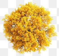 PNG Vibrant yellow tree top | Free PNG - rawpixel