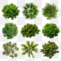 PNG top view tree design | Premium PNG - rawpixel