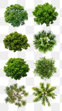 PNG top view tree design | Premium PNG - rawpixel