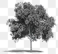 PNG Tree outline illustrated sycamore | Free PNG - rawpixel