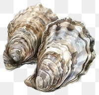 PNG Realistic watercolor oyster shells | Premium PNG - rawpixel