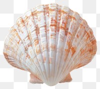 PNG Beautiful scallop shell isolated | Free PNG - rawpixel