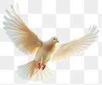 PNG Christ holy dove animal | Free PNG - rawpixel