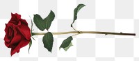 PNG Red rose flower plant | Free PNG - rawpixel