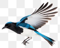 PNG Animal bird wildlife flying. | Premium PNG - rawpixel