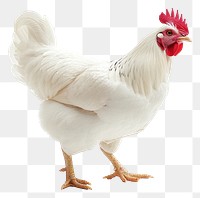 PNG Single white chook hen | Premium PNG - rawpixel