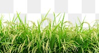 PNG Rice field nature backgrounds | Premium PNG - rawpixel