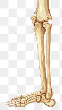 PNG Leg bones icon skeleton | Premium PNG - rawpixel