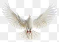 PNG Christ holy dove animal | Free PNG - rawpixel