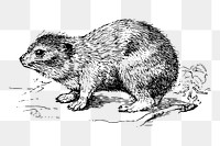Hyrax png sticker, vintage animal | Free PNG - rawpixel