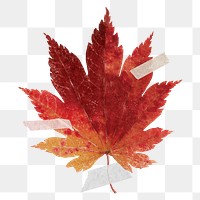Autumn maple leaf png sticker, | Premium PNG - rawpixel