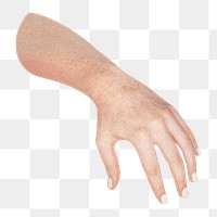Woman's hand png sticker, transparent | Premium PNG - rawpixel