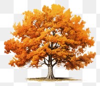 PNG Plant maple tree tranquility. | Premium PNG - rawpixel