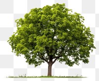 PNG Plant tree tranquility sunlight. | Premium PNG - rawpixel