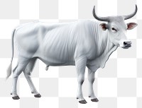 PNG Livestock mammal cattle animal. | Premium PNG - rawpixel
