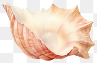 PNG Conch shell white background | Free PNG - rawpixel