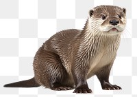 PNG Oriental small-clawed otter wildlife | Premium PNG - rawpixel