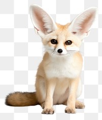 PNG Fennec fox wildlife mammal | Free PNG - rawpixel