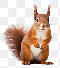 PNG Red squirrel animal rodent | Premium PNG - rawpixel