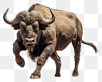 PNG African buffalo livestock wildlife | Premium PNG - rawpixel