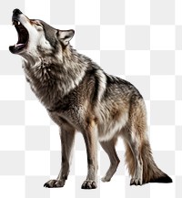 PNG Howling Wolf wolf mammal | Premium PNG - rawpixel