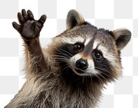PNG Raccoon Waving animal mammal | Premium PNG - rawpixel