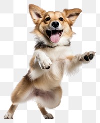 PNG Happy smiling dancing dog | Premium PNG - rawpixel