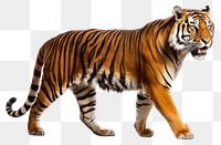 PNG Royal tiger wildlife animal | Premium PNG - rawpixel