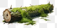 PNG detailed Moss - covered | Premium PNG - rawpixel