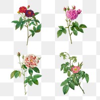 Vintage rose flower transparent png | Premium PNG - rawpixel