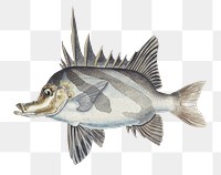 Boarfish png sea creature vintage | Premium PNG Sticker - rawpixel