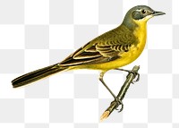 Png sticker western yellow wagtail | Premium PNG Sticker - rawpixel