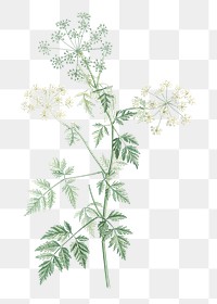 Vintage poison hemlock plant transparent | Premium PNG Sticker - rawpixel