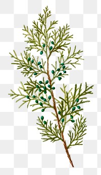 Virginian juniper branch plant transparent | Premium PNG Sticker - rawpixel