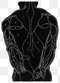 Back muscles png human anatomy, | Free PNG Sticker - rawpixel