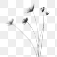 Shadow of papyrus plant design | Premium PNG - rawpixel