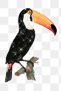 Hand drawn sparkling toco toucan | Premium PNG Sticker - rawpixel