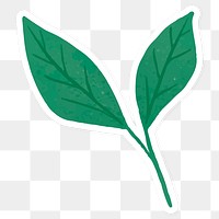 Green leaves sticker transparent png | Premium PNG Sticker - rawpixel