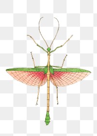 Png sticker two-spined mantis insect | Free PNG Sticker - rawpixel
