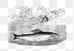 Grayling Images | Free Vectors, PNGs, Mockups & Backgrounds - rawpixel