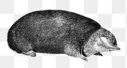 Mole Images | Free Vectors, PNGs, Mockups & Backgrounds - rawpixel