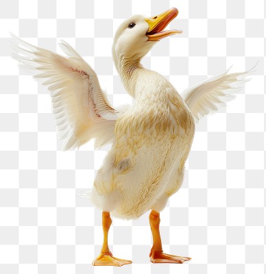 PNG Happy smiling dancing duck | Premium PNG - rawpixel