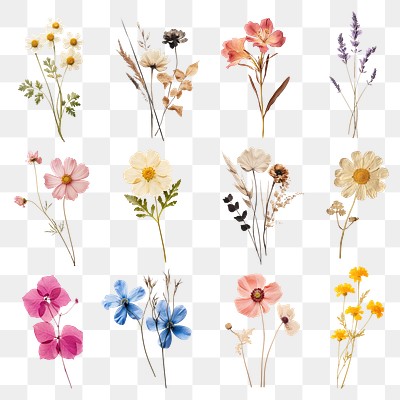 PNG pressed flower element set, | Premium PNG - rawpixel