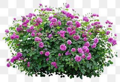 PNG Vibrant pink rose bush | Premium PNG - rawpixel