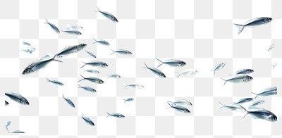 PNG Fishes swimming backgrounds animal | Free PNG - rawpixel