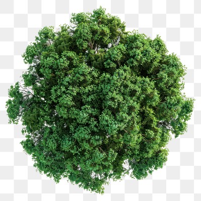 PNG Jungle tree view top | Free PNG - rawpixel